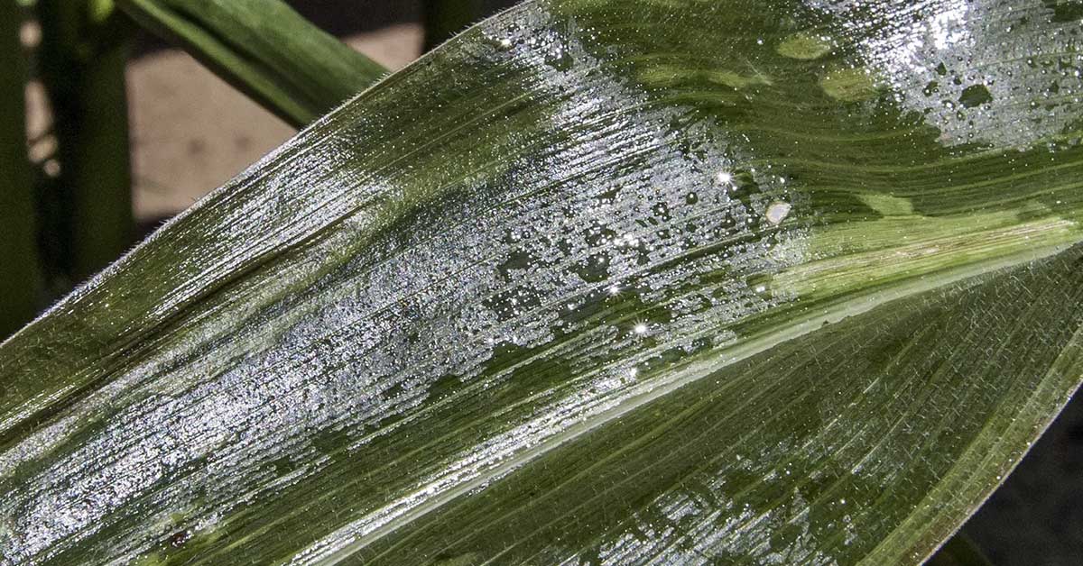 Why Is It So Humid? 5 Things You Need to Know About Corn Sweat - Taranis