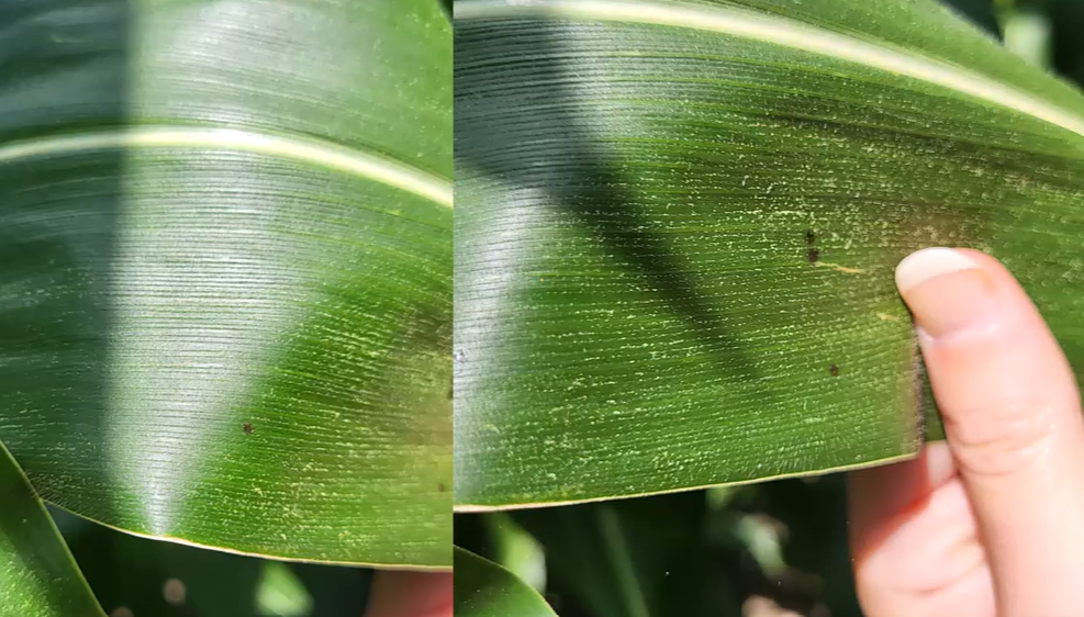 Protecting Yields with Early Tar Spot Detection and Timely Fungicide ...