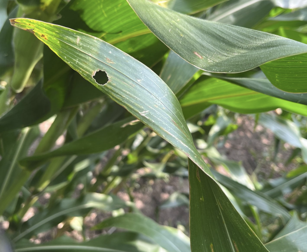 Mitigating Insect Damage to Protect Corn Yields - Taranis