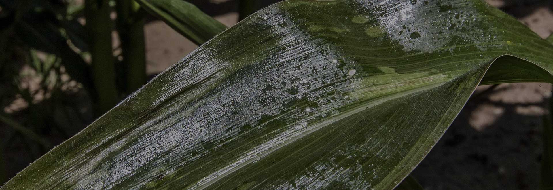 Why Is It So Humid? 5 Things You Need to Know About Corn Sweat - Taranis