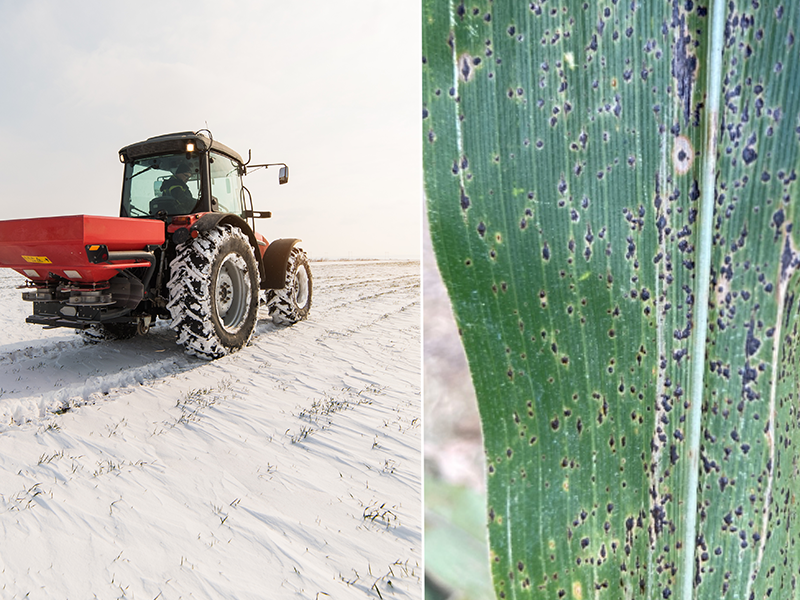 Tar Spot in the Off-Season: What to Know and How to Prepare - Taranis